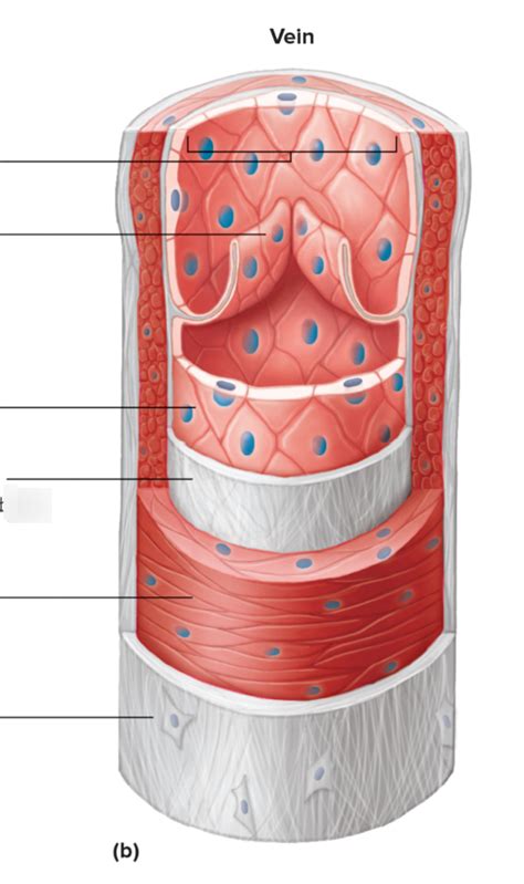 Diagram Vein Diagram Quizlet