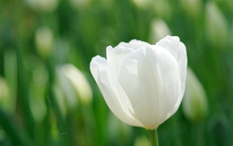 Hình nền hoa Tulip tuyệt đẹp