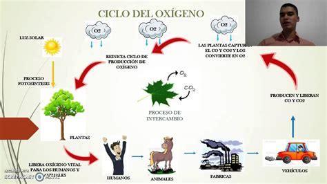 CICLO DEL OXIGENO YouTube