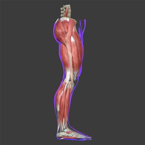 Human Leg Muscle Anatomy Medical Edition 3D Model CGTrader