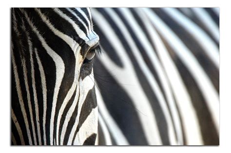 Obdelníkový obraz Zebra Colorika cz