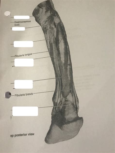 Muscular Lab Practical Diagram Quizlet