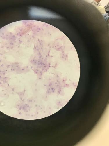 Histology Lab Flashcards Quizlet