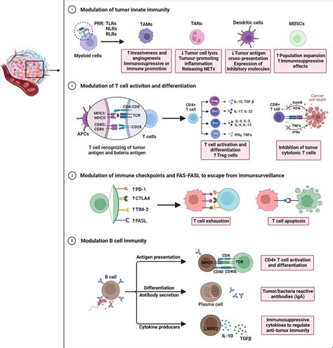 Frontiers Effects Of Gut Microbiota On Immune Responses And
