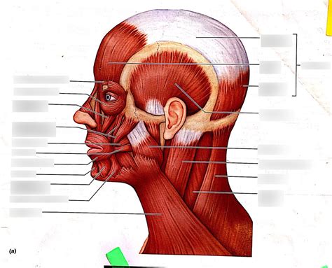 Head Muscles Diagram Quizlet