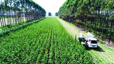 Inclusão do agronegócio no mercado de carbono é defendida por
