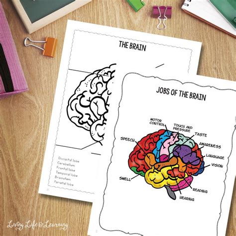 Free Brain Maze Activity Worksheets Teacher Made Worksheets Library