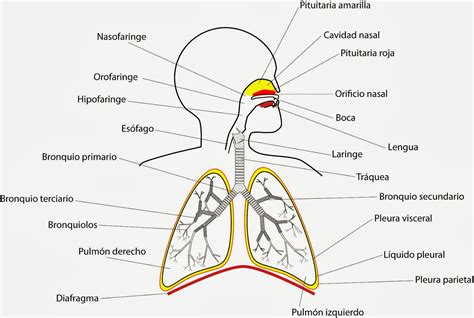 Dibujo Del Sistema Respiratorio Y Sus Partes Kulturaupice The The