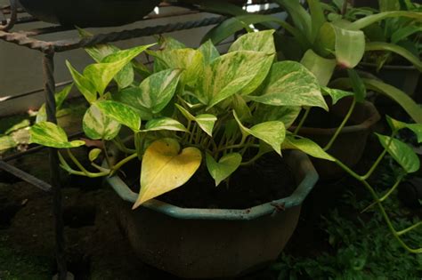 C Mo Reproducir Una Planta Tel Fono Huerto En Casa