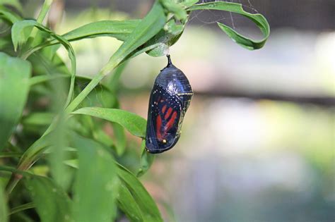 Free Chrysalis Cocoon Images Pixabay