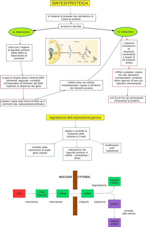 Sintesi Proteica E Regolazione Espressione Genica Dsa Study Maps