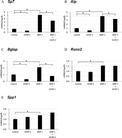 Effect Of Bmp And Igfbp On The Expression Of Osteogenic Markers