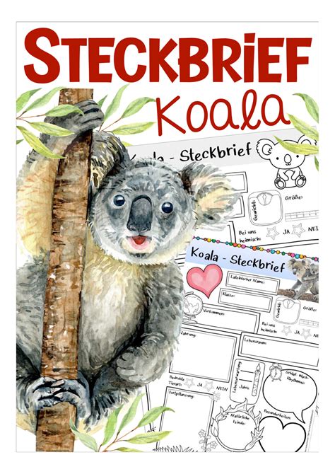 Steckbrief Koala Unterrichtsmaterial Im Fach Sachunterricht