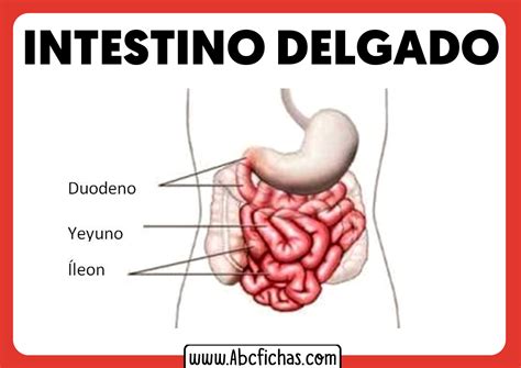 Estructura Del Intestino Delgado ABC Fichas