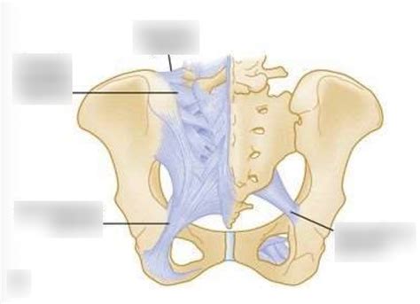 Sacroiliac Joint Diagram Quizlet