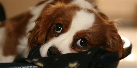 Cómo hacer que un cachorro no llore por la noche RedCanina es