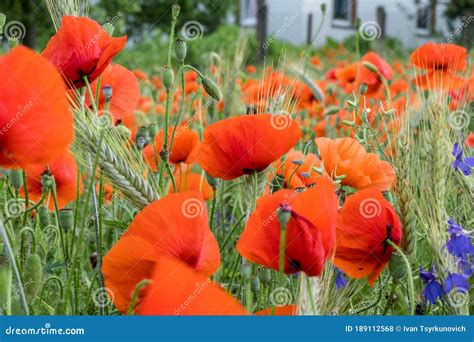 Enorme Campo De Flores Vermelhas Da Papoila Foto De Stock Imagem De