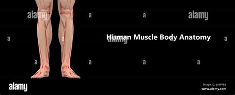 Anatomie du système musculaire du corps humain Photo Stock Alamy