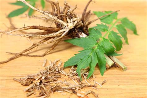VALERIAN Uses Side Effects Interactions And Warnings