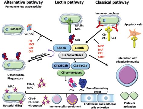 Complement Activation Complement System Is Composed Of Three Different