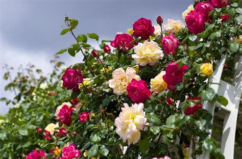 Papel De Parede Para Celular Flores Plantas Rosas Imagens 41943