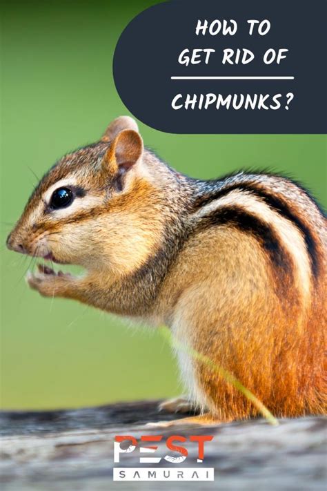 Chipmunk Control How To Get Rid Of Chipmunks Get Rid Of Chipmunks