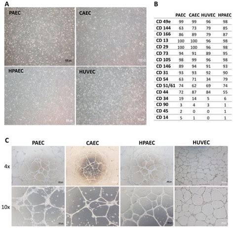 IJMS Free Full Text Endothelial Cells Tissue Specific Origins