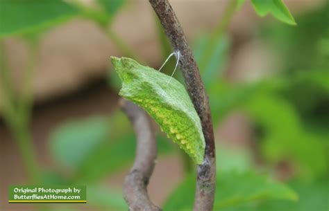 Swallowtail Butterfly Chrysalis