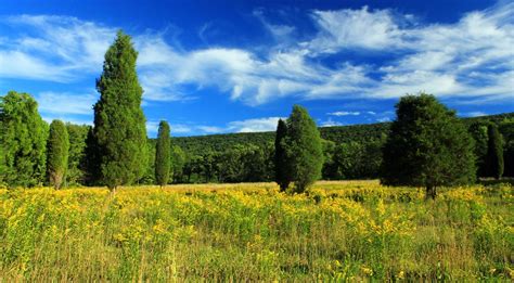 Banco De Imagens Panorama Rvore Natureza Floresta Grama Regi O