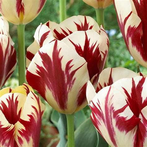 Tulip Grand Perfection Cut Flowers Colorful Flowers Spring Flowers