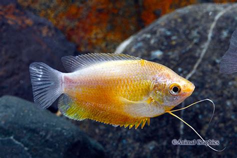 Dwarf Thicklip Sunset Gourami Fish Arizona Aquatic Gardens