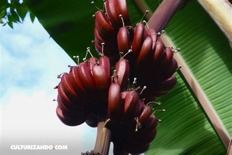 Descubre las frutas más raras y extravagantes del mundo