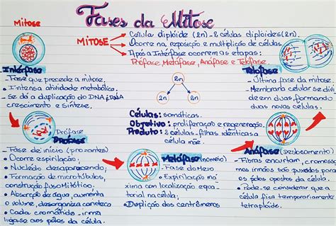 Mapa Mental Divis O Celular Mitose E Meiose Fdplearn