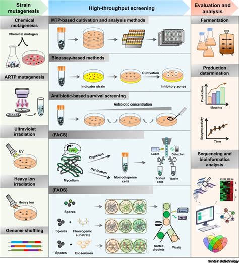Product Driven High Throughput Screening Of Industrial Filamentous
