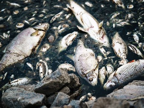 Tonnes De Poissons Morts Dans L Oder La Cause Reste Inconnue