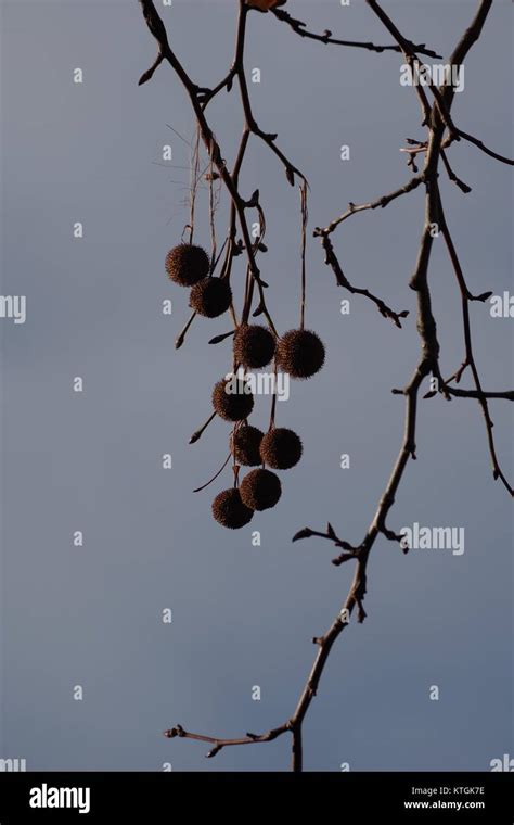 Lovely Dangling Testicles Telegraph