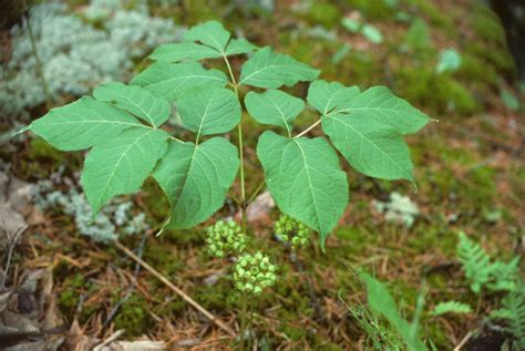Forest Ecology Plant Identification Flashcards Quizlet