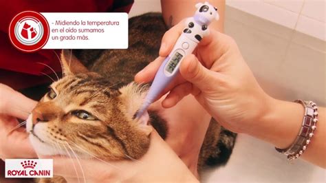 Cómo tomar la temperatura a un gato Arsveterinaria
