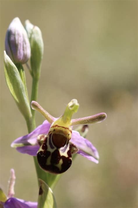 Ophrys Apifera Var Aurita Etienne Vennetier Flickr