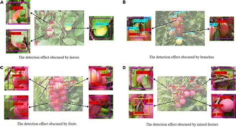 frontiers precision detection of dense plums in orchards using the improved yolov4 model