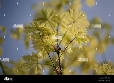 Acer platanoides Fotos und Bildmaterial in hoher Auflösung Alamy
