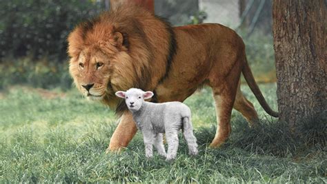 Lion And The Lamb Print On Canvas Christian Nature Wall Etsy