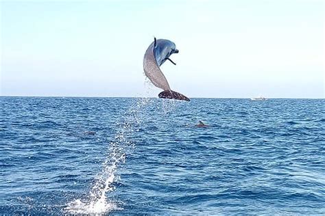 Tripadvisor Delfin Schildkröten und Walbeobachtung in Puerto