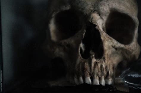 Human Skull By Stocksy Contributor Paul Schlemmer Stocksy