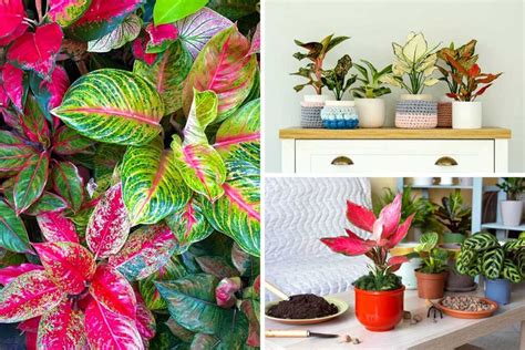 Aglaonéma la plante aux mille couleurs parfaite pour aider à réduire