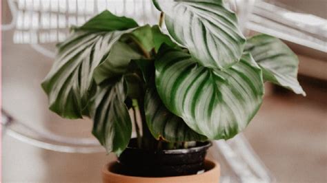 Estas Son Las 3 Plantas Que Debes Tener En El Dormitorio Para Poderte