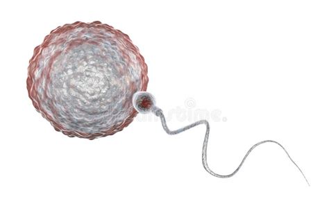 Fertilisation De Cellule D ovule Humain Par Le Spermatozoïde