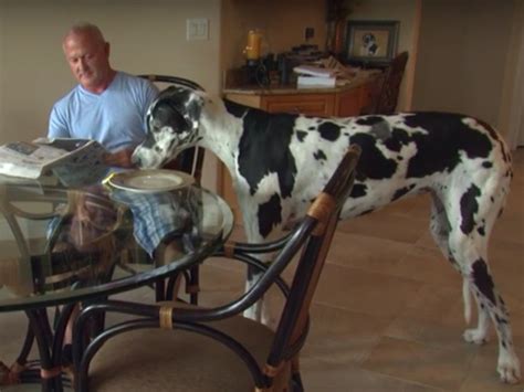 Vidéo Voici Lizzy le plus grand chien du monde