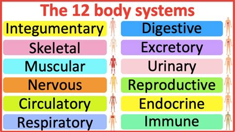 12 Organ Systems Roles Functions Easy Science Lesson YouTube