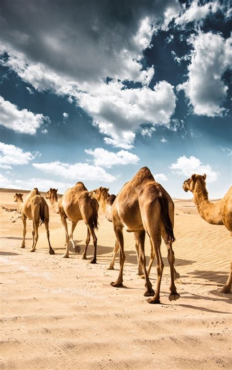 Kreuzfahrt Nach Dubai Urlaub In Den Vereinigten Arabischen Emiraten